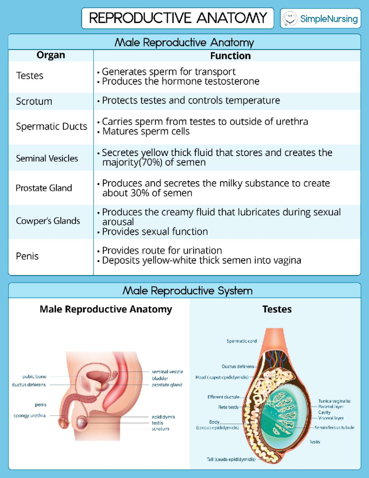 Male Reproductive Anatomy With Definitions And Images Note - NURS 200 ...