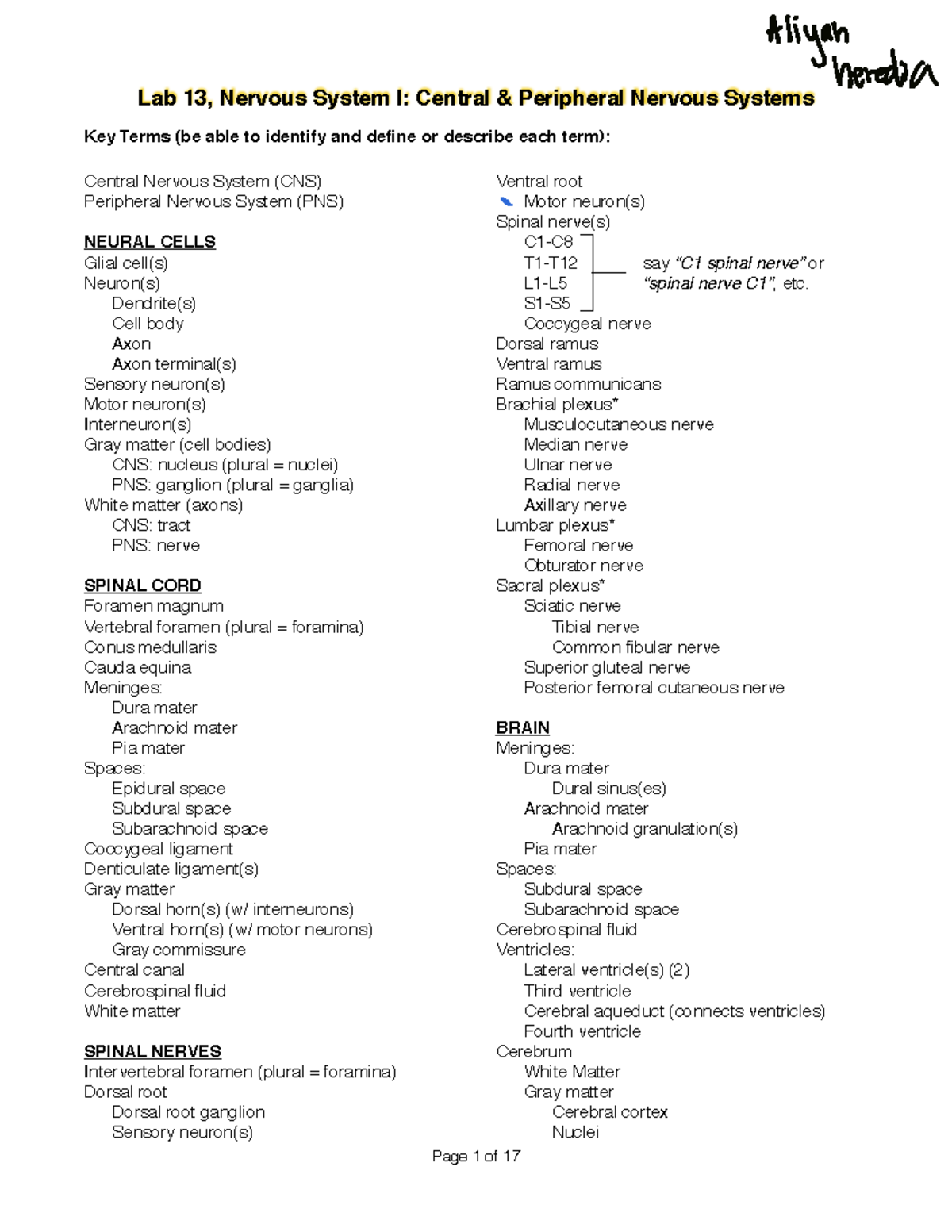 Lab+13 - blah - Lab 13, Nervous System I: Central & Peripheral Nervous ...