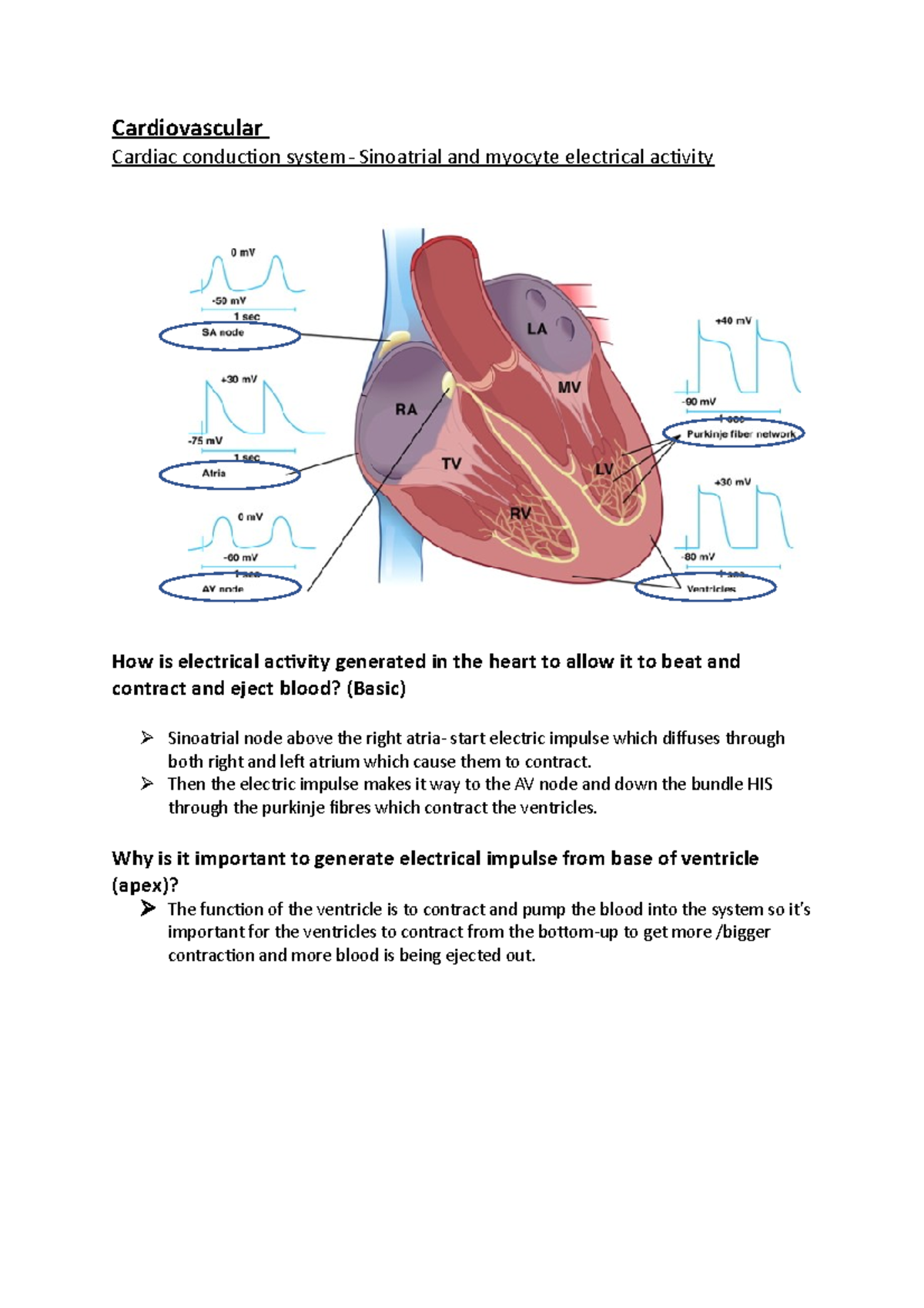 Cardiovascular - NOTES - Cardiovascular Cardiac conduction system ...