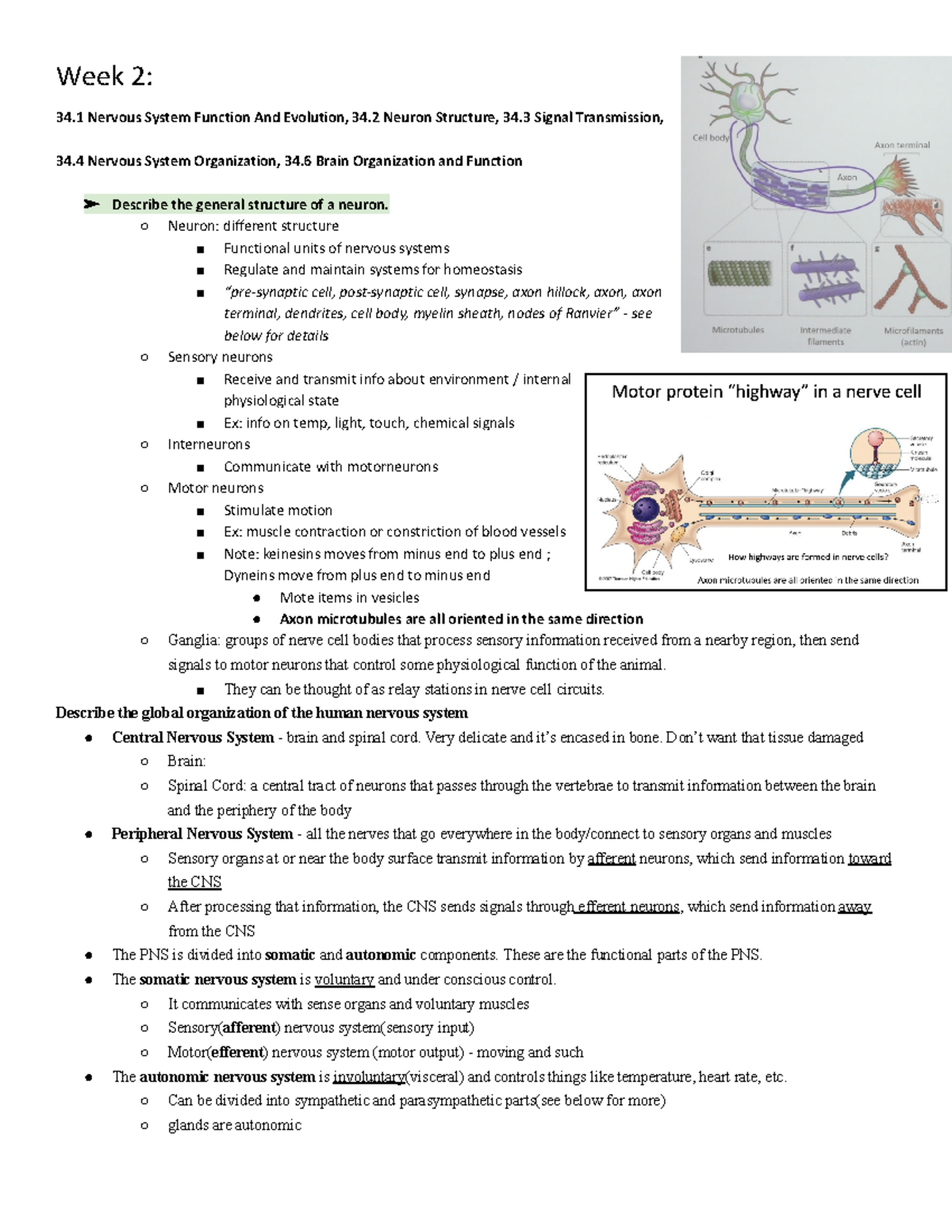 LS 7C - week 2 notes - Dr. K - Week 2: 34 Nervous System Function And ...