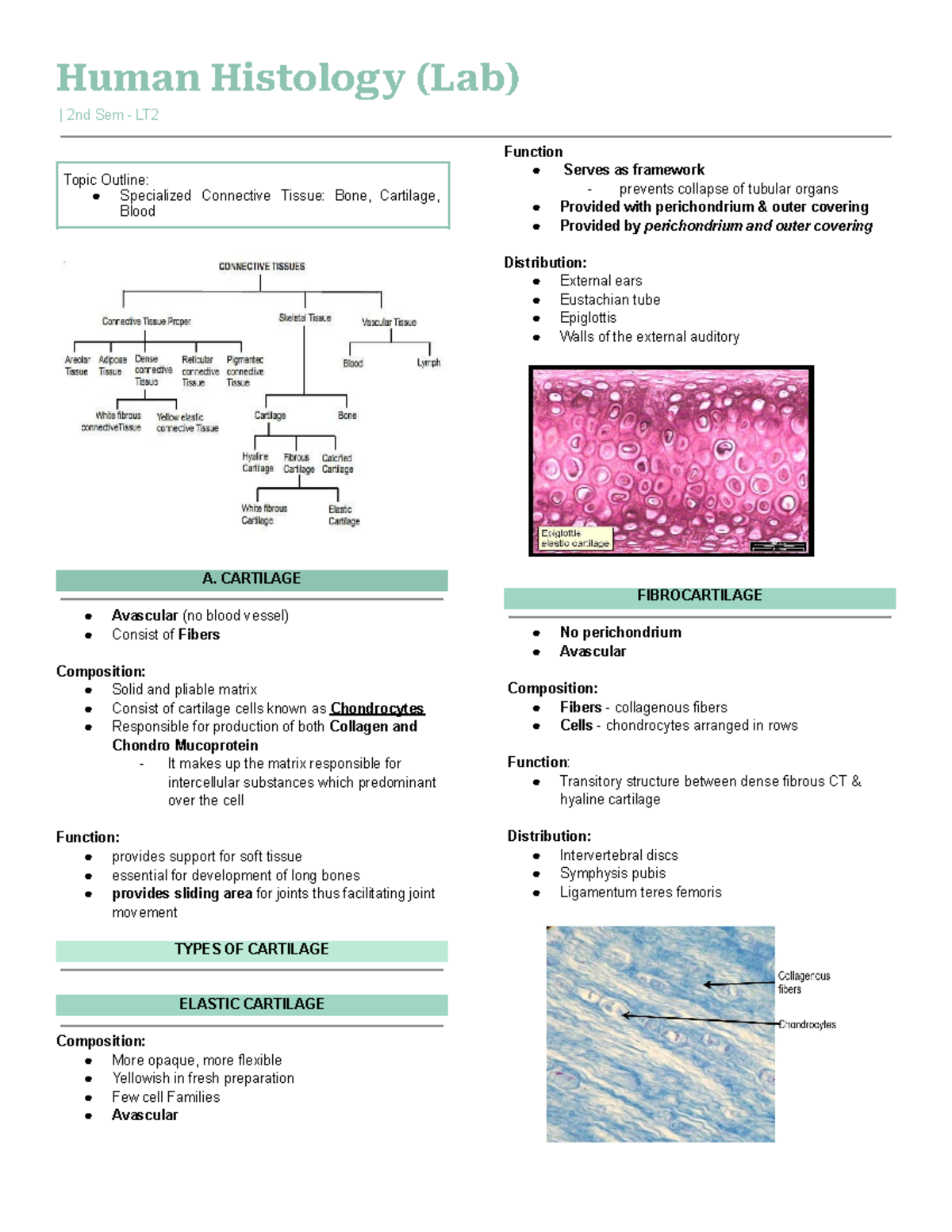 Histo LAB Transes (CT PART 2 & 3) - | 2nd Sem - LT Topic Outline ...