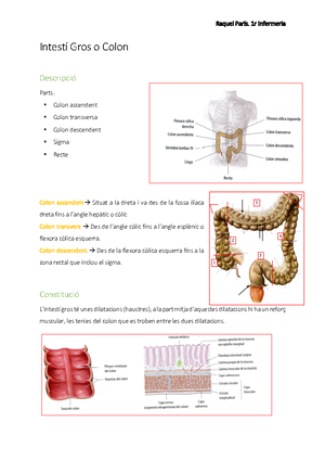 anatomie colon pratique - LE COLON I - RAPPELS ANATOMIQUES Caecum : C ...