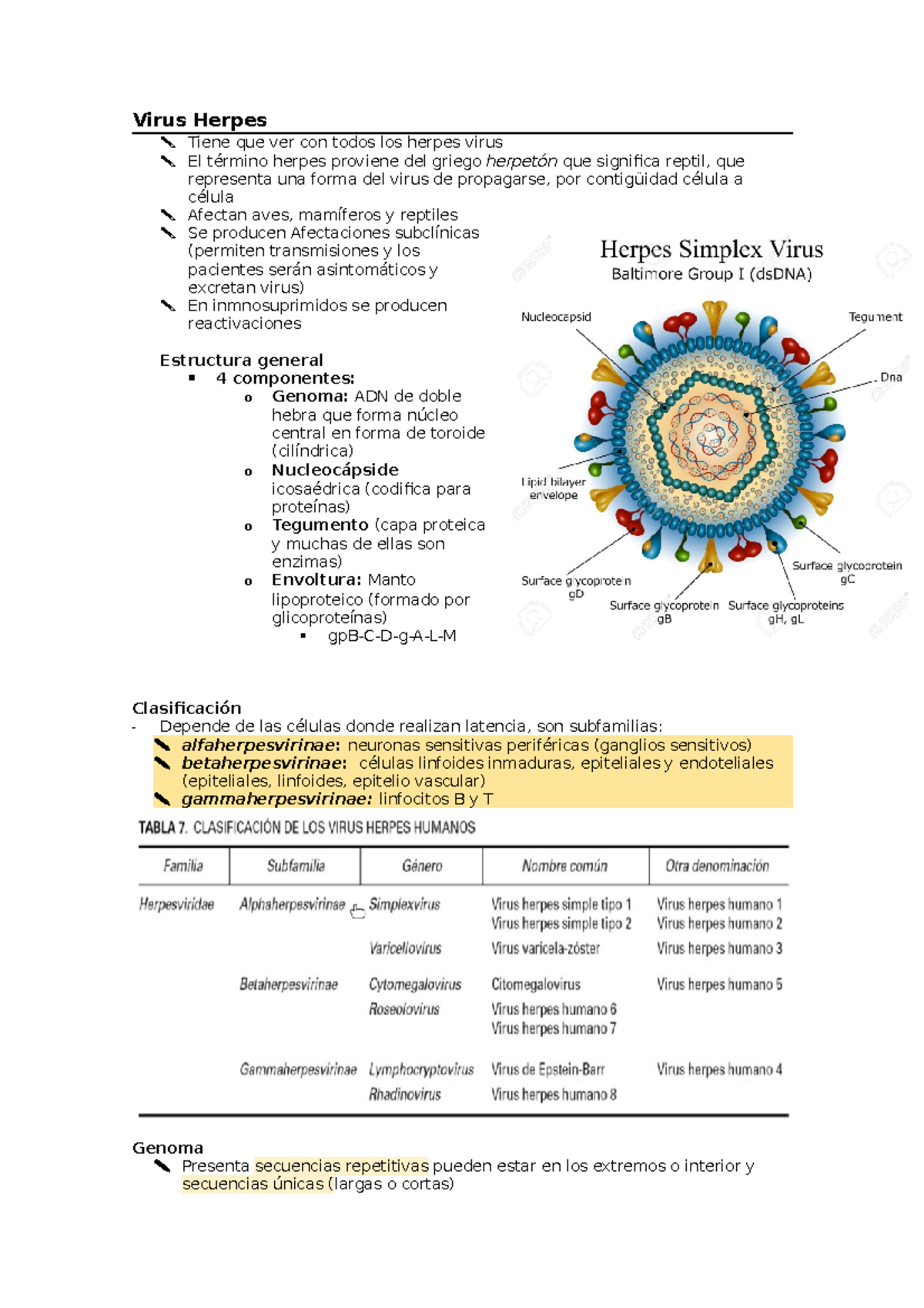 Clase 7 Herpes - Virus Herpes Tiene que ver con todos los herpes virus ...