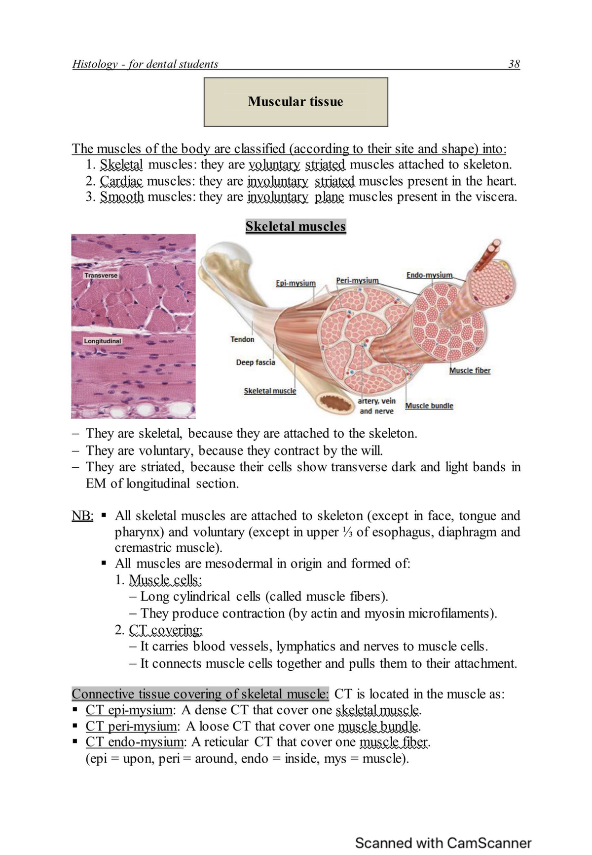 Histology -muscular tissue - Studocu