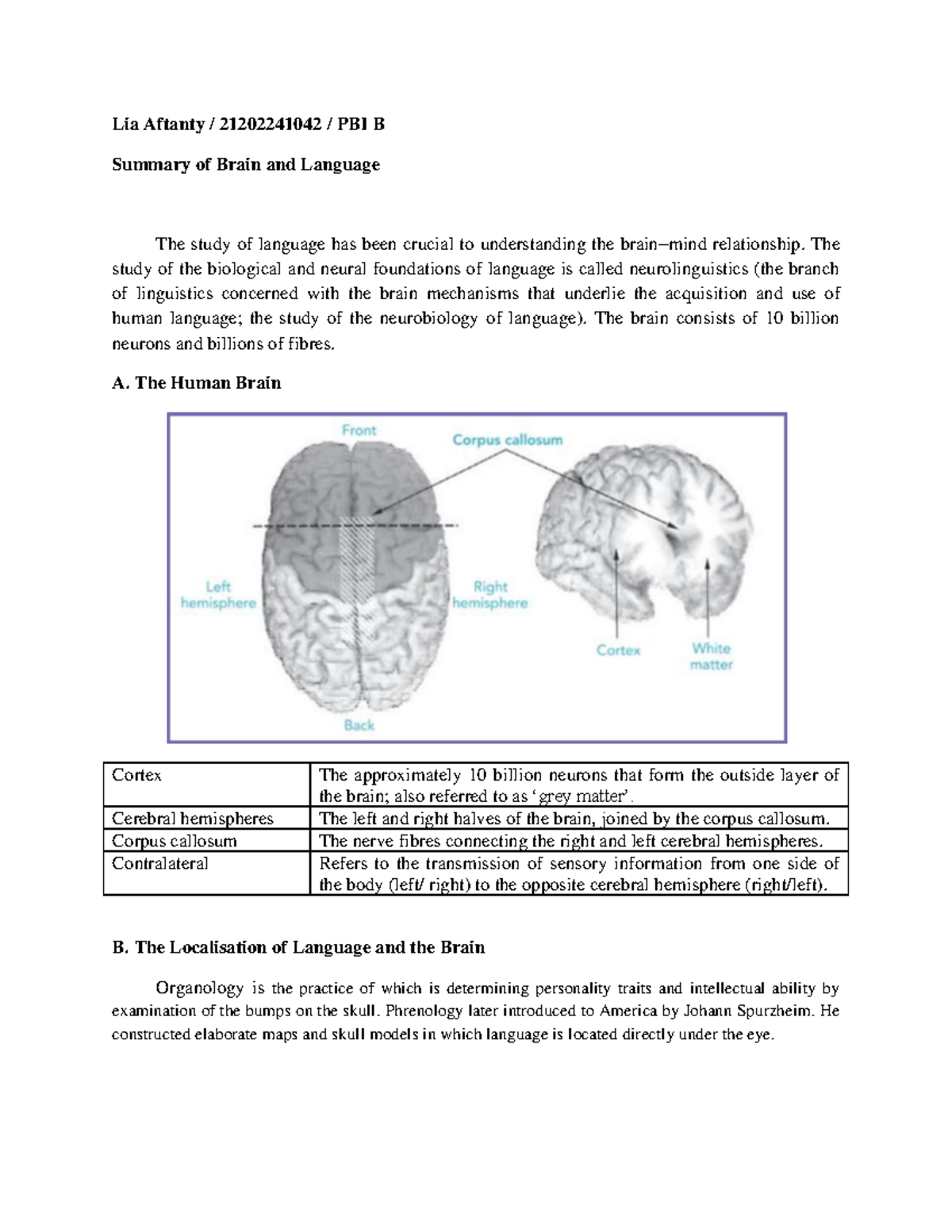 Brain and Language - Lia Aftanty / 21202241042 / PBI B Summary of Brain ...
