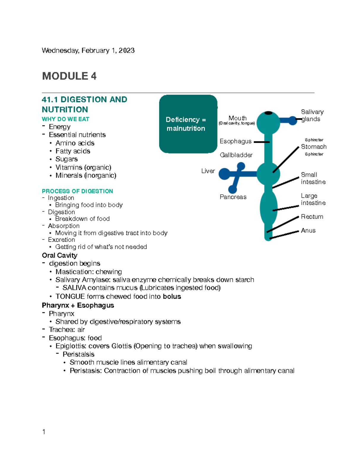 Notes Module 4- Digestion AND Nutrition - Wednesday, February 1, 2023 ...