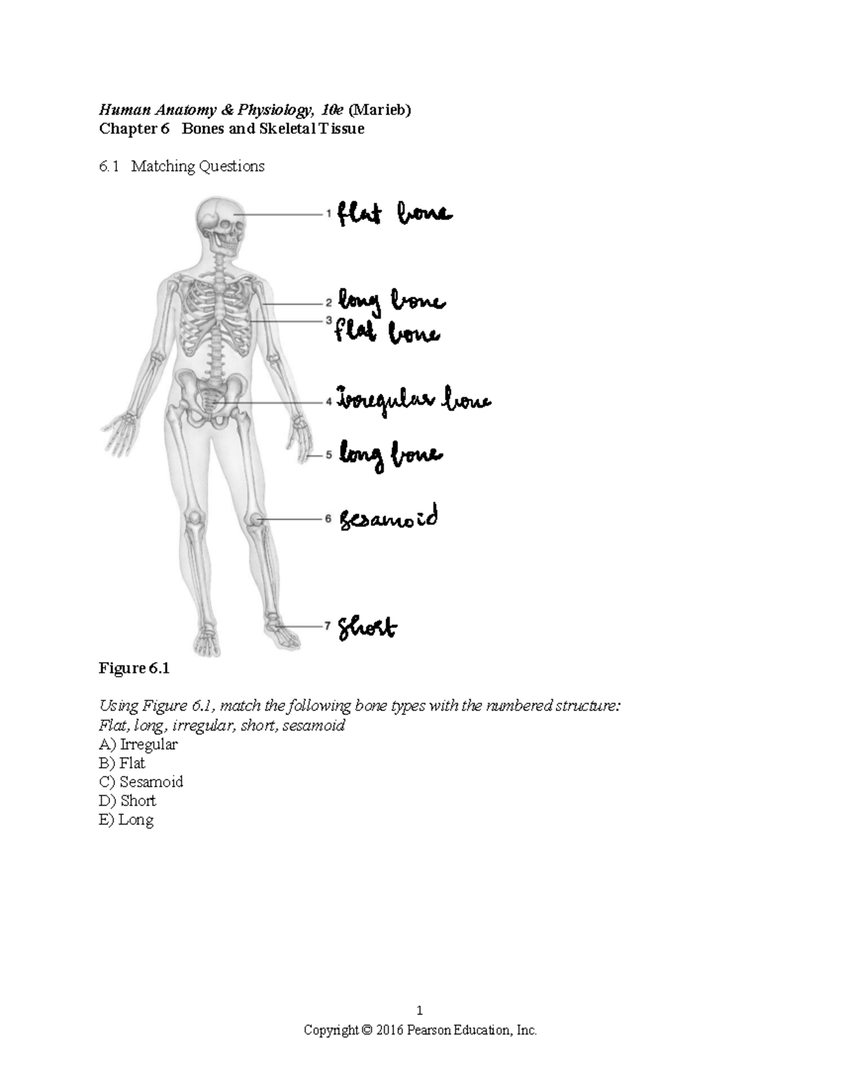 Ch. 6 Study Questions - 1 Human Anatomy & Physiology, 10e (Marieb ...