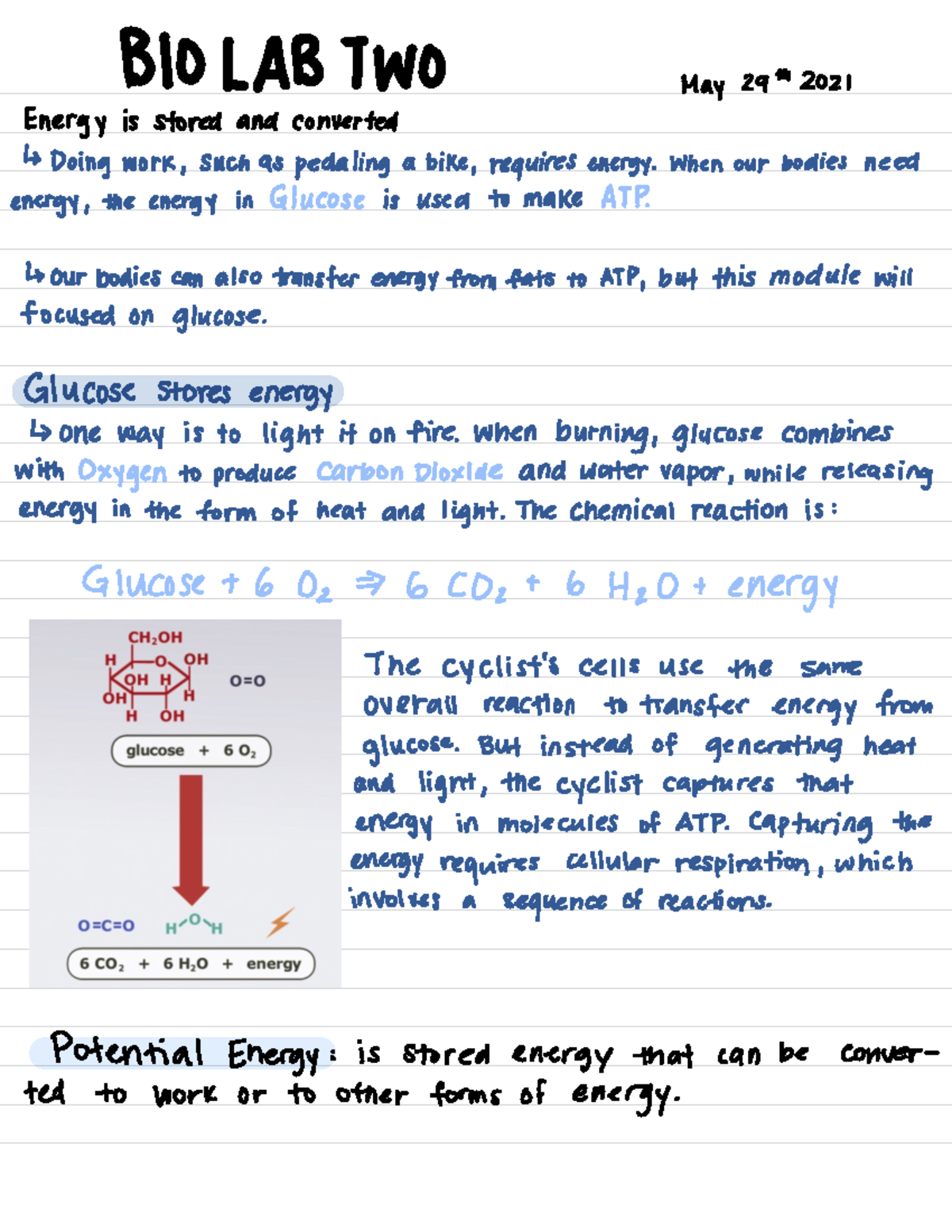 Bio Lab 3 Notes - BIO LAB TWO May 29th 2021 Energy is stored and ...