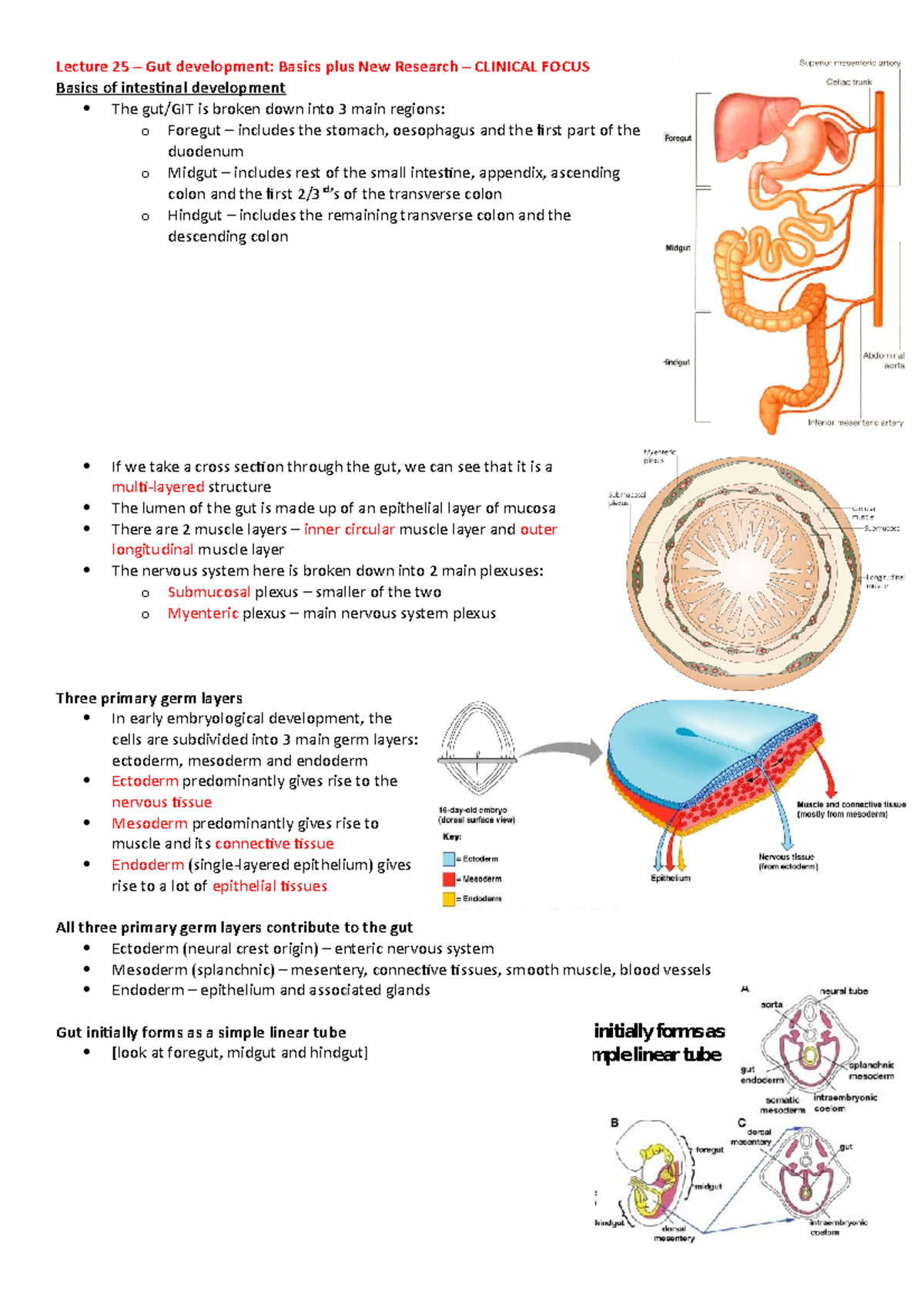 Lecture 25 – Gut development - Lecture 25 – Gut development: Basics ...