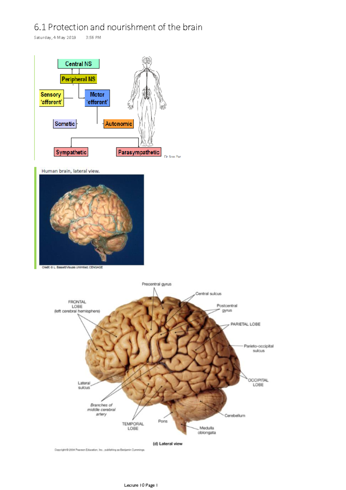 Lecture 10 LFS201 - 6 Protection and nourishment of the brain Saturday ...