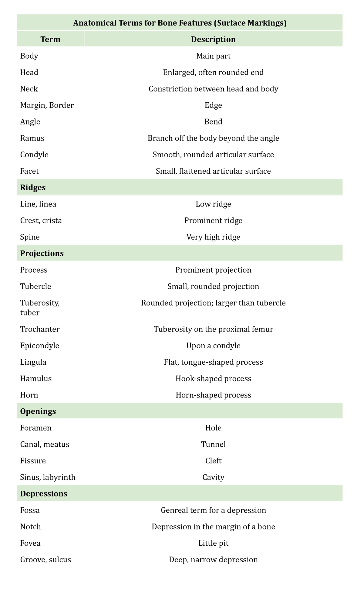 Bone Markings Terminologies - Anatomical Terms for Bone Features ...