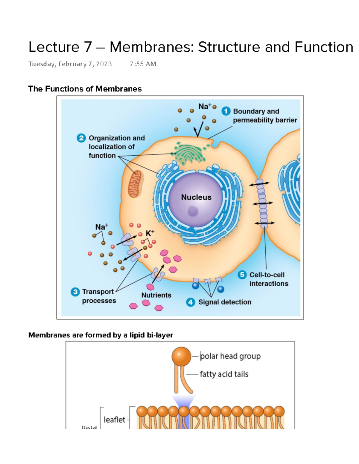 Membranes Structure and Function - The Functions of Membranes Membranes are formed by a lipid ...
