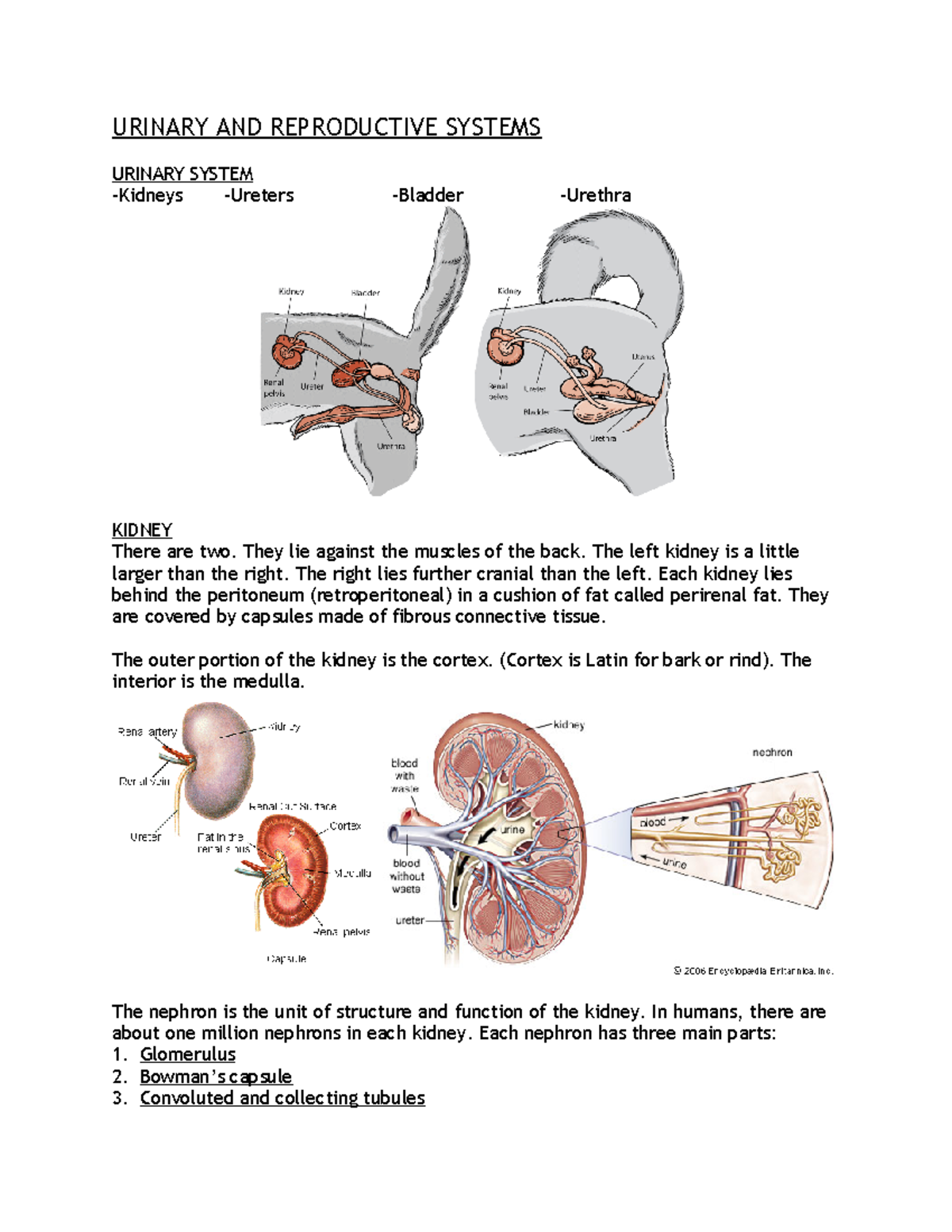 Urogenital and Reproductive Systems - URINARY AND REPRODUCTIVE SYSTEMS ...
