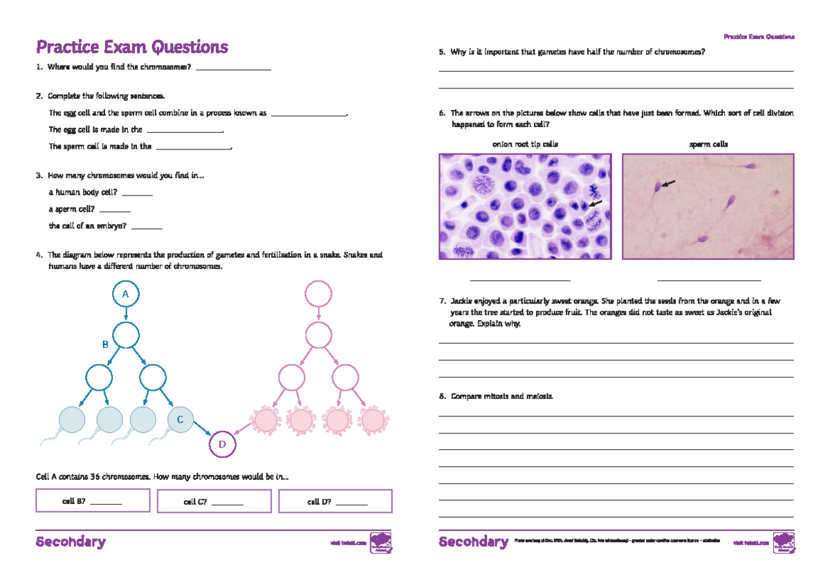 Meiosis mitosis questions - Practice Exam Questions Practice Exam ...