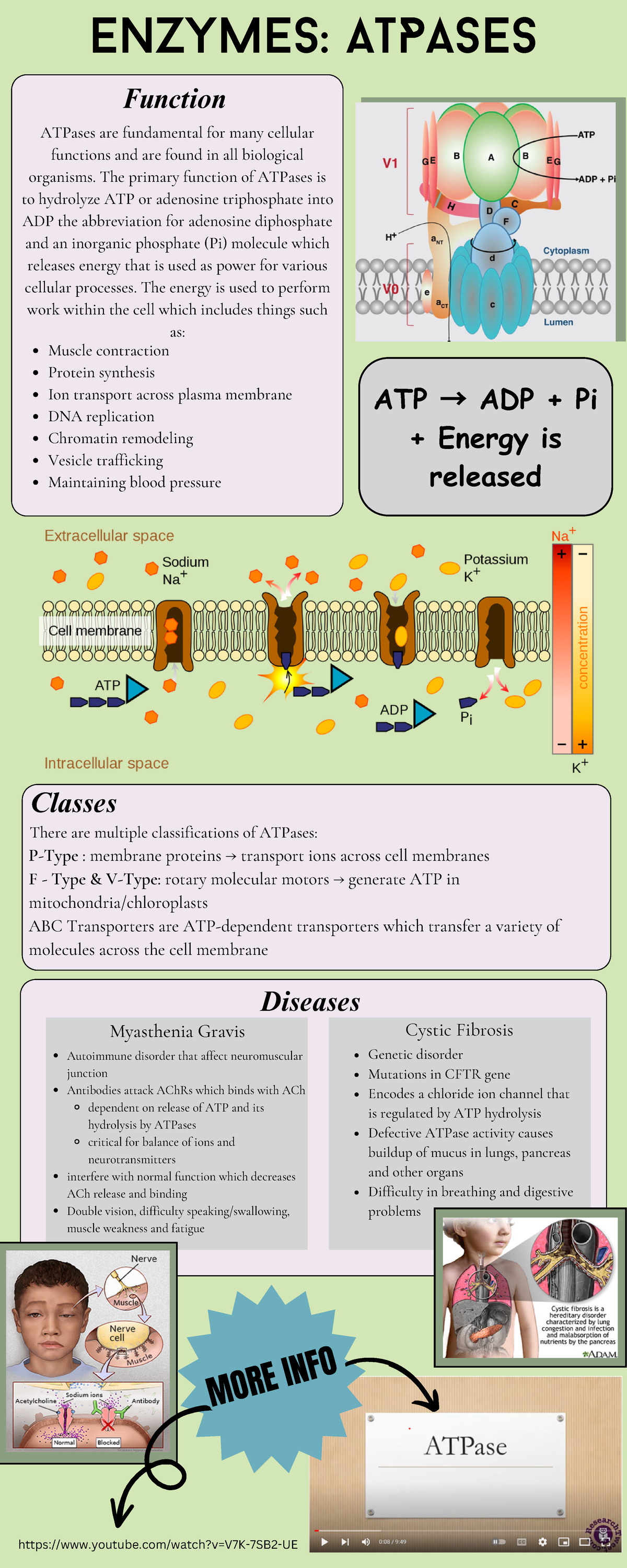 ATPases - Enzymes: ATPases ATPases are fundamental for many cellular functions and are found in ...