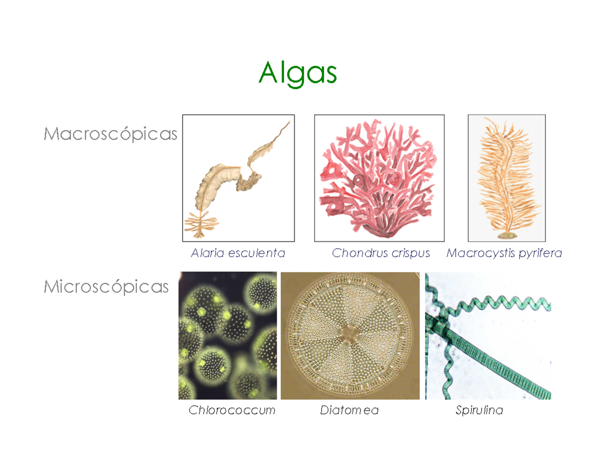 17 Algas 27522 - Trabajo elaborado en clase - Algas Macroscópicas ...