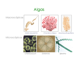 La célula - infografia de la celula - son los encargados de suministrar ...