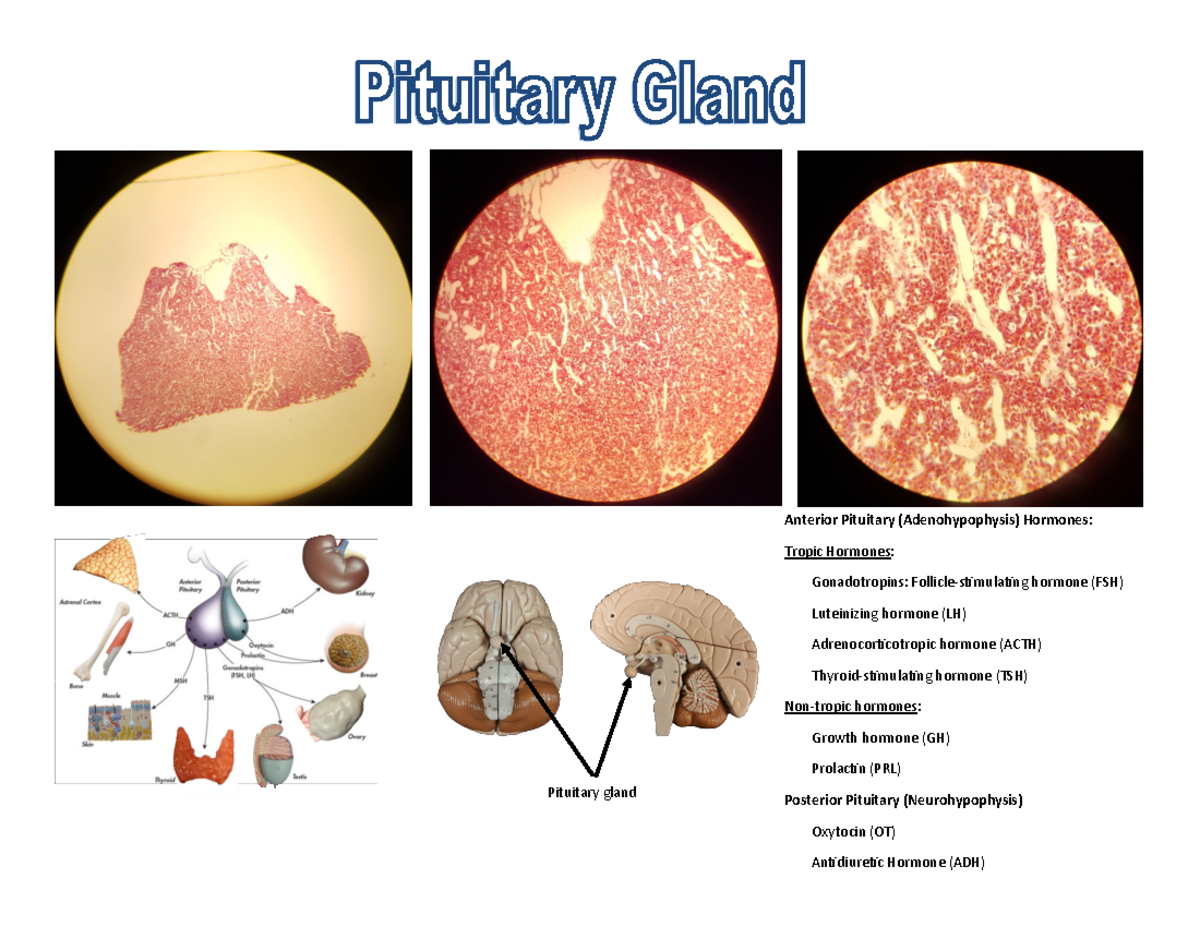 AP2 Canton Endocrine AG - Pituitary gland Anterior Pituitary ...