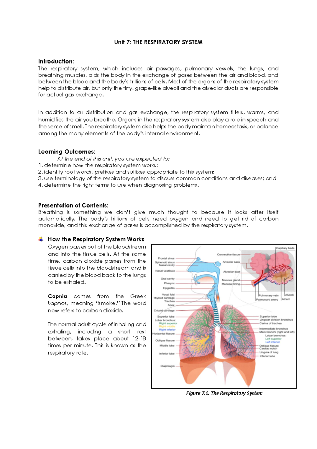 The-Respiratory-System - Unit 7 : THE RESPIRATORY SYSTEM Introduction ...