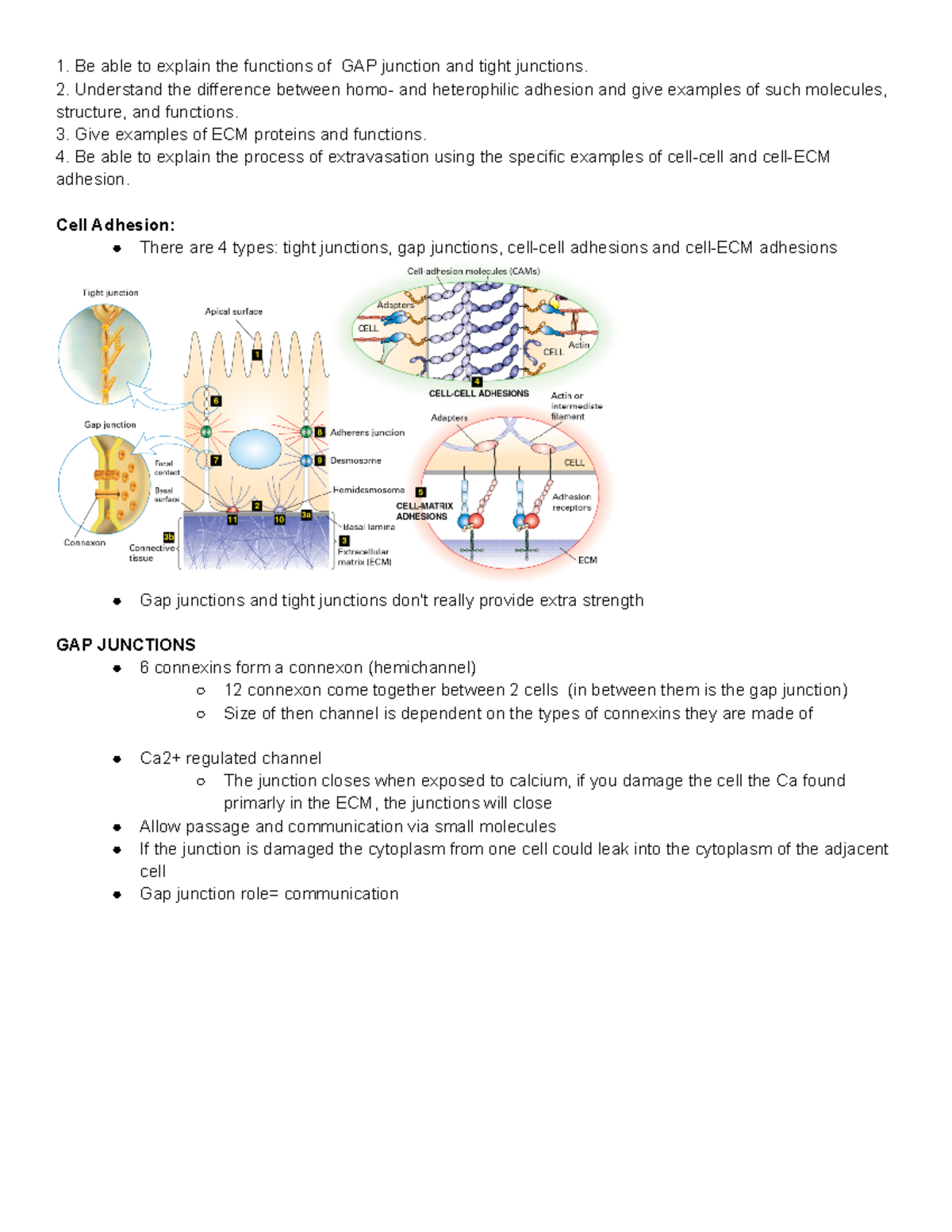 Cell Bio Week 9-12 - Be able to explain the functions of GAP junction ...