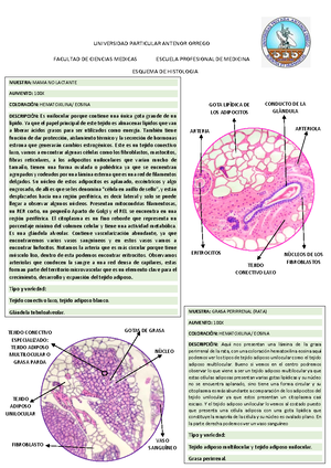 Histo II Ciclo - Lamina - SEMANA 4 - UNIVERSIDAD PARTICULAR ANTENOR ORREGO FACULTAD DE CIENCIAS ...