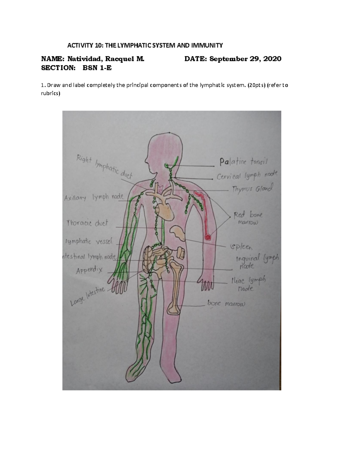 Learning Activity 10- Anaphy - Biology - ACTIVITY 10: THE LYMPHATIC ...