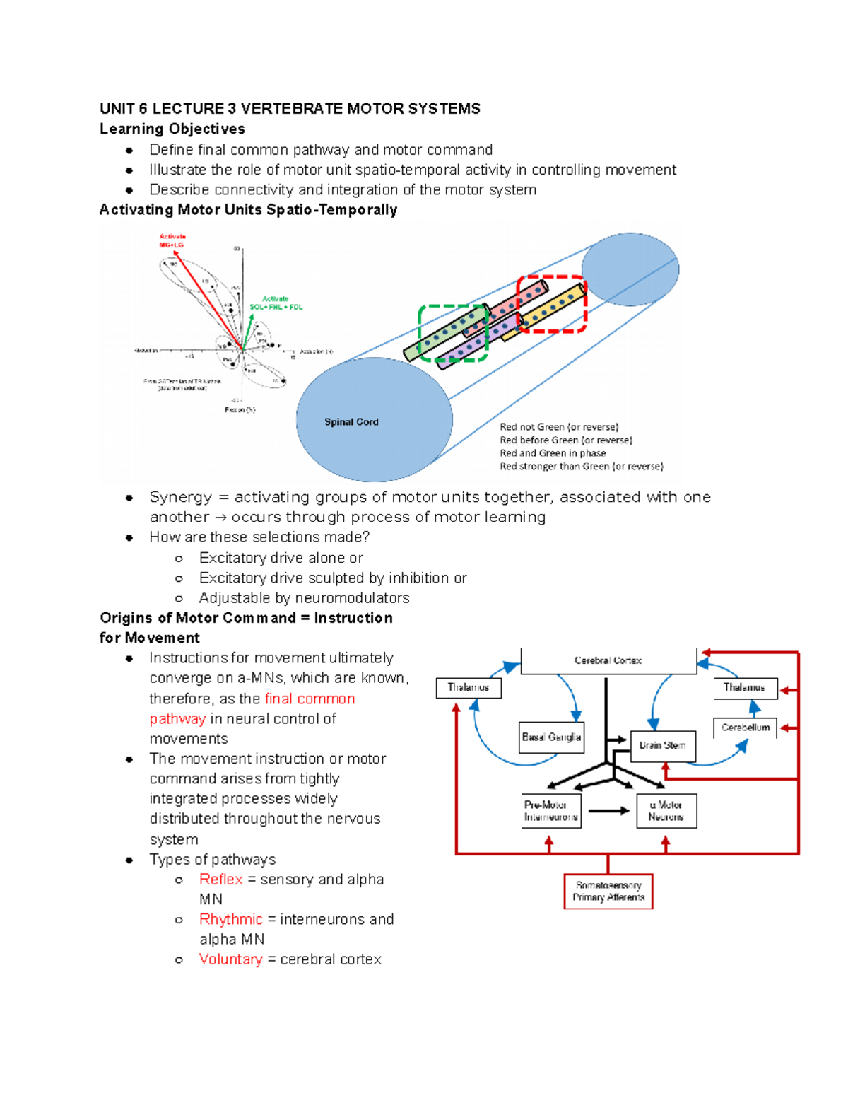 Unit 6 Lecture 3 - UNIT 6 LECTURE 3 VERTEBRATE MOTOR SYSTEMS Learning Objectives Define final ...