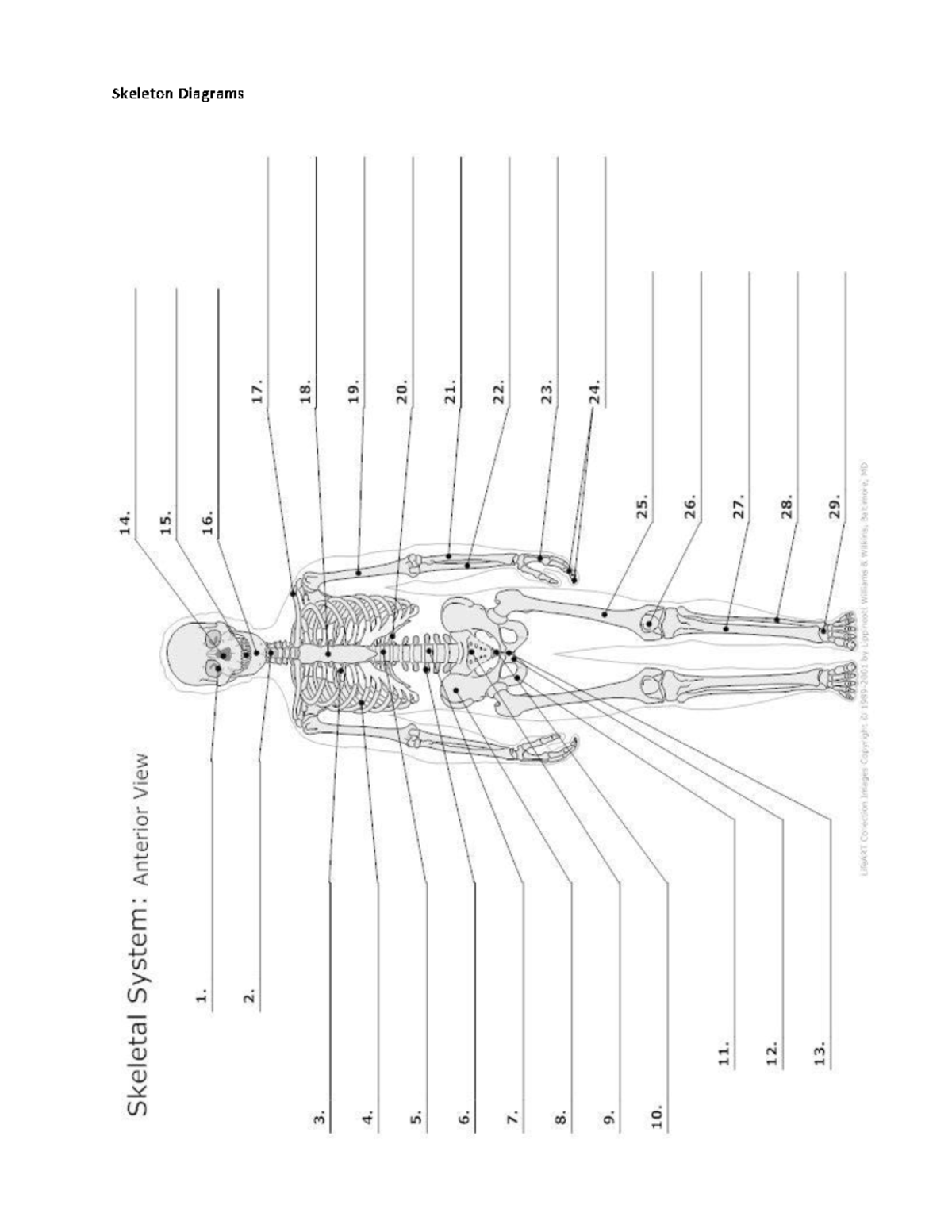 GAP diagrams and key part 1 - Skeleton Diagrams Touch corpuscle ...