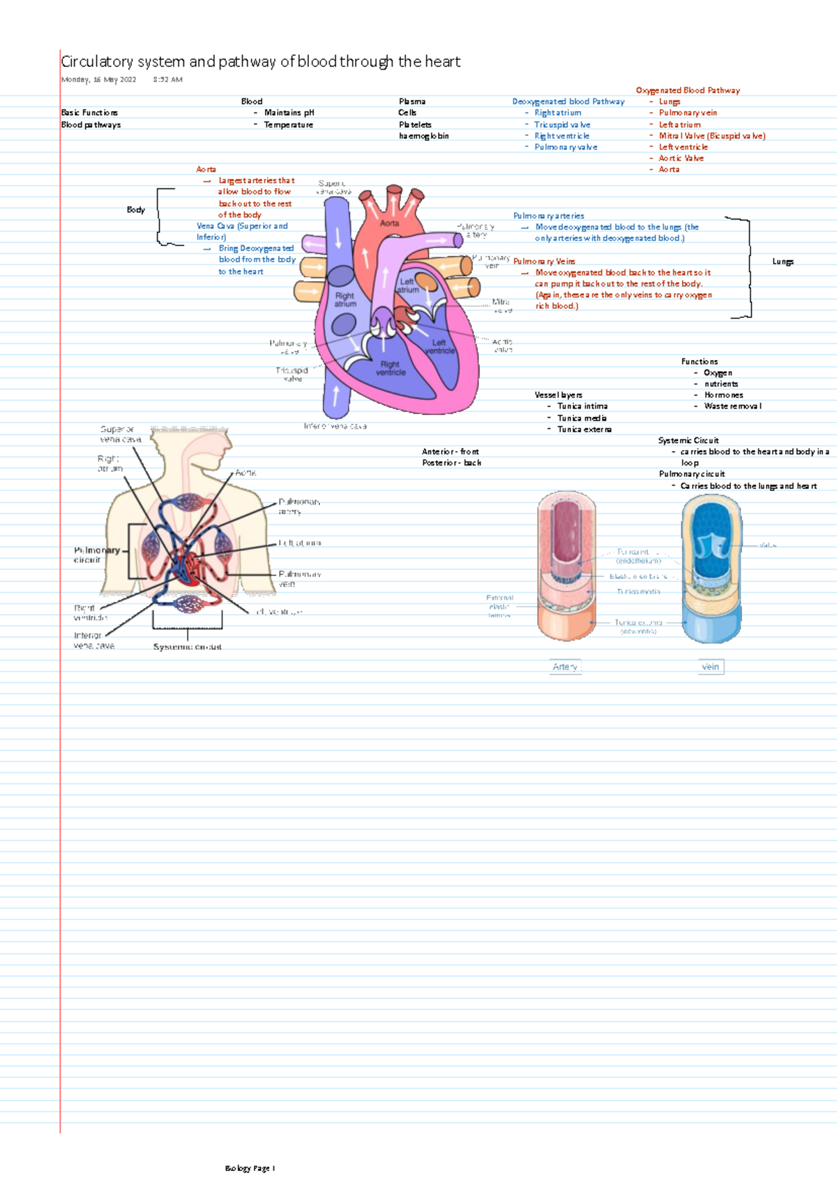 Circulatory system and pathway of blood through the heart - Basic ...