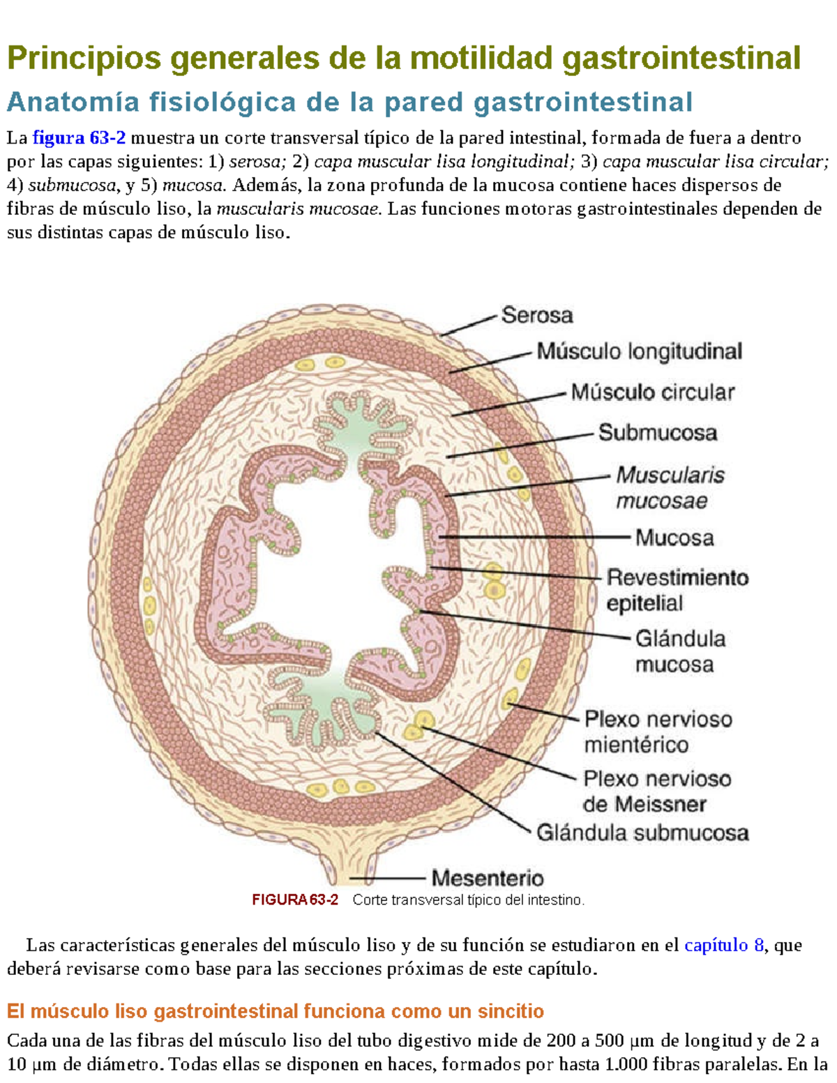 Gastro - Principios generales de la motilidad gastrointestinal Anatomía ...