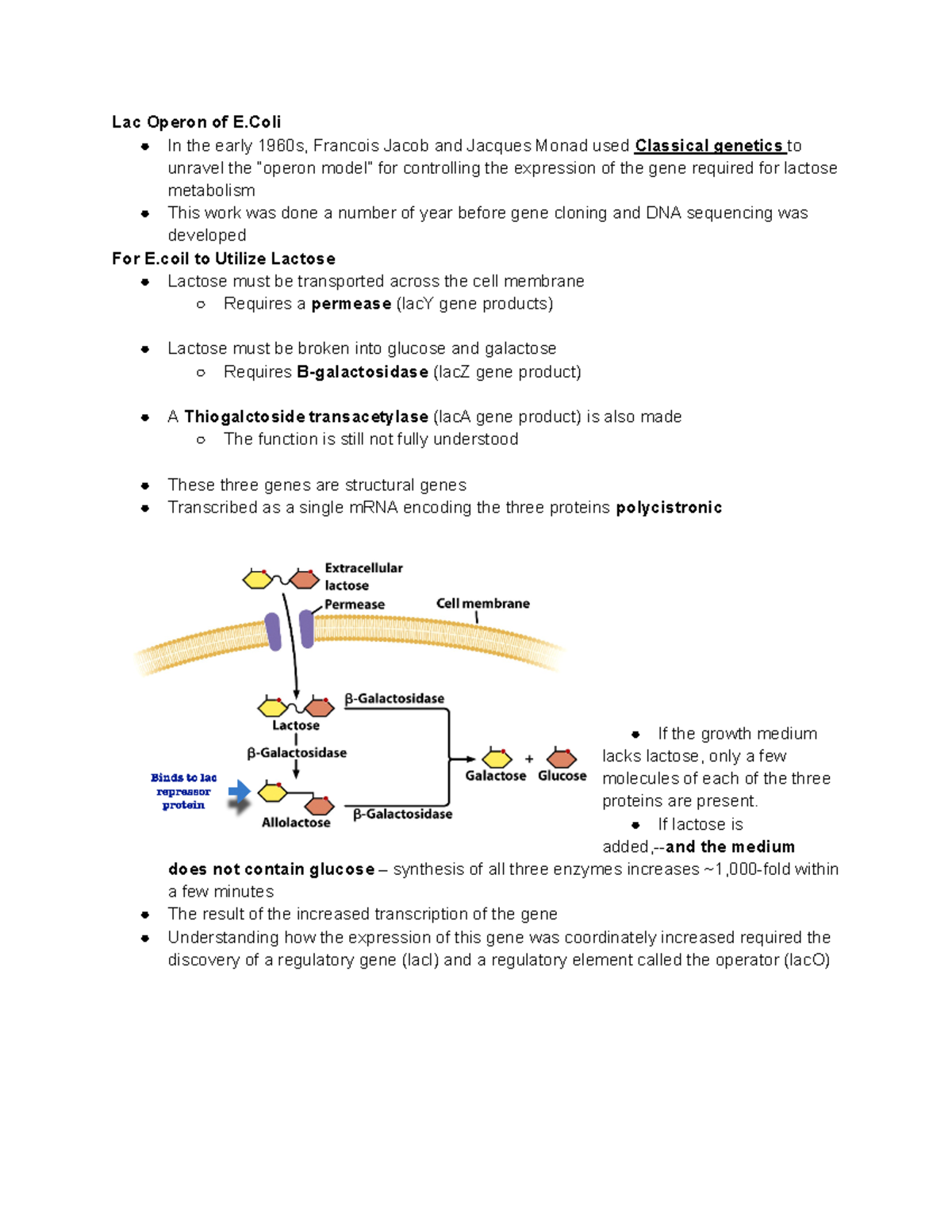 Genetics Chapter 16 Part 2 - Lac Operon of E In the early 1960s ...