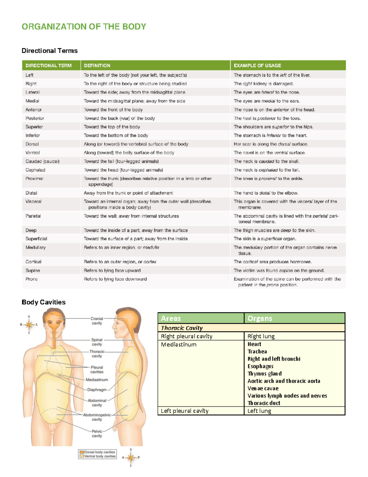 Organization OF THE BODY - ORGANIZATION OF THE BODY Directional Terms ...