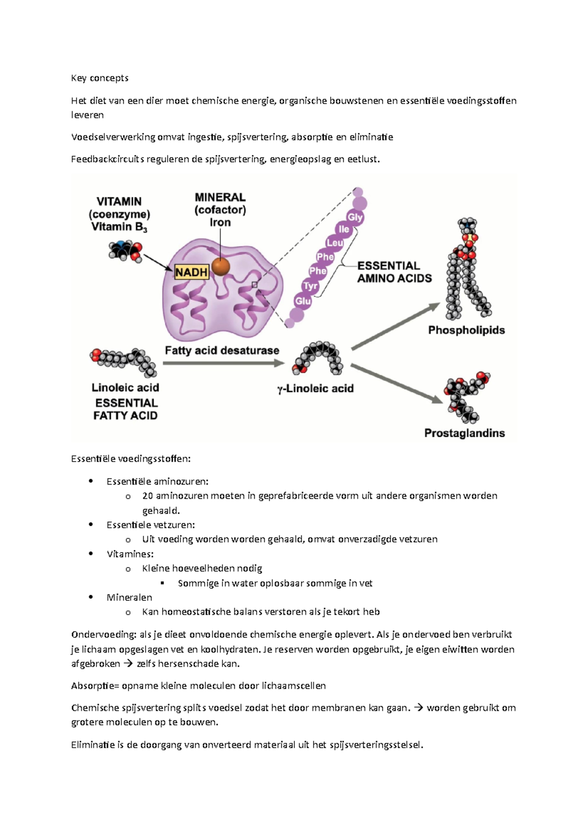 HC1 voeding, excretie, osmoregulatie - Key concepts Het diet van een ...