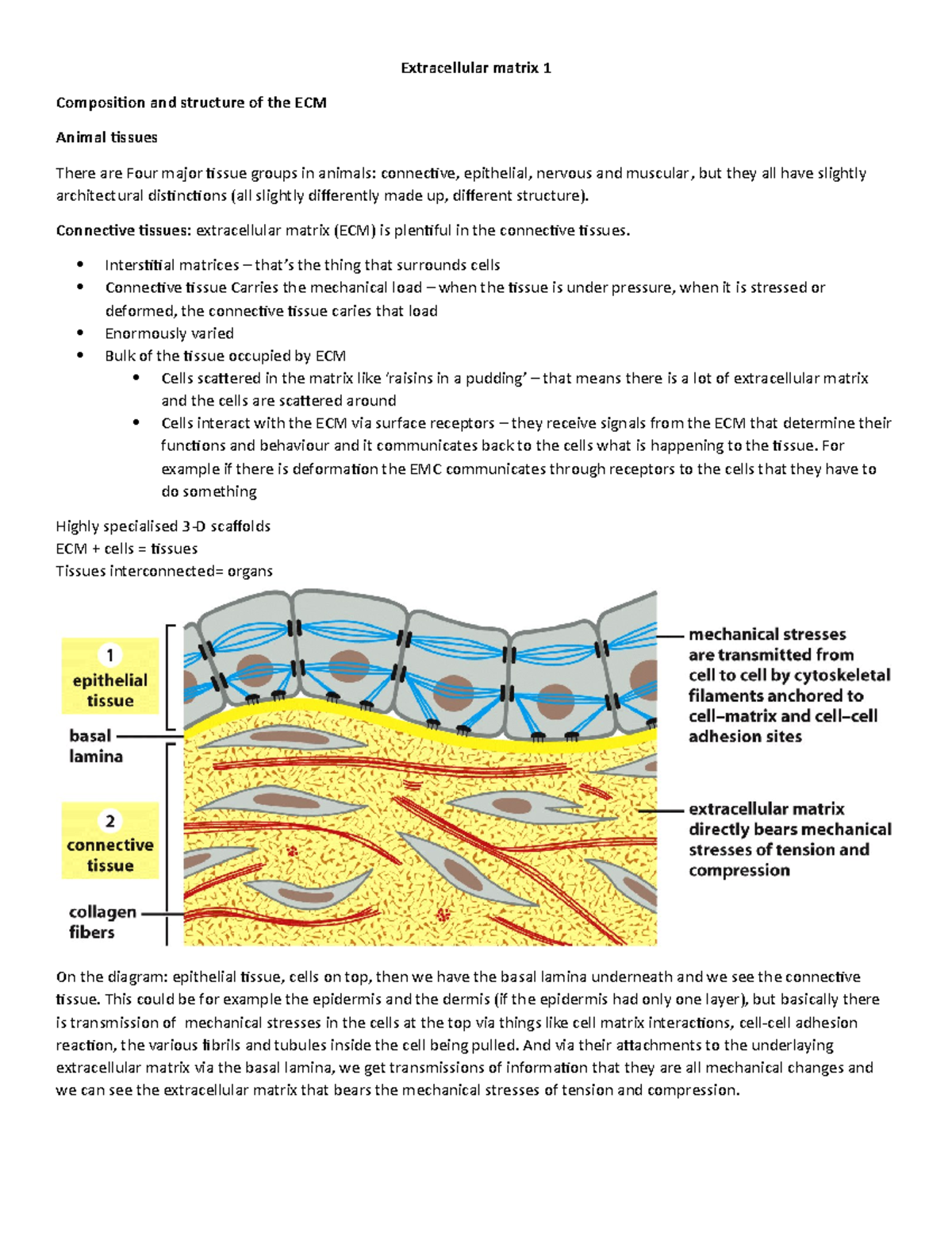 ECM1 - First lecture on ECM by Dr Wright - Extracellular matrix 1 ...