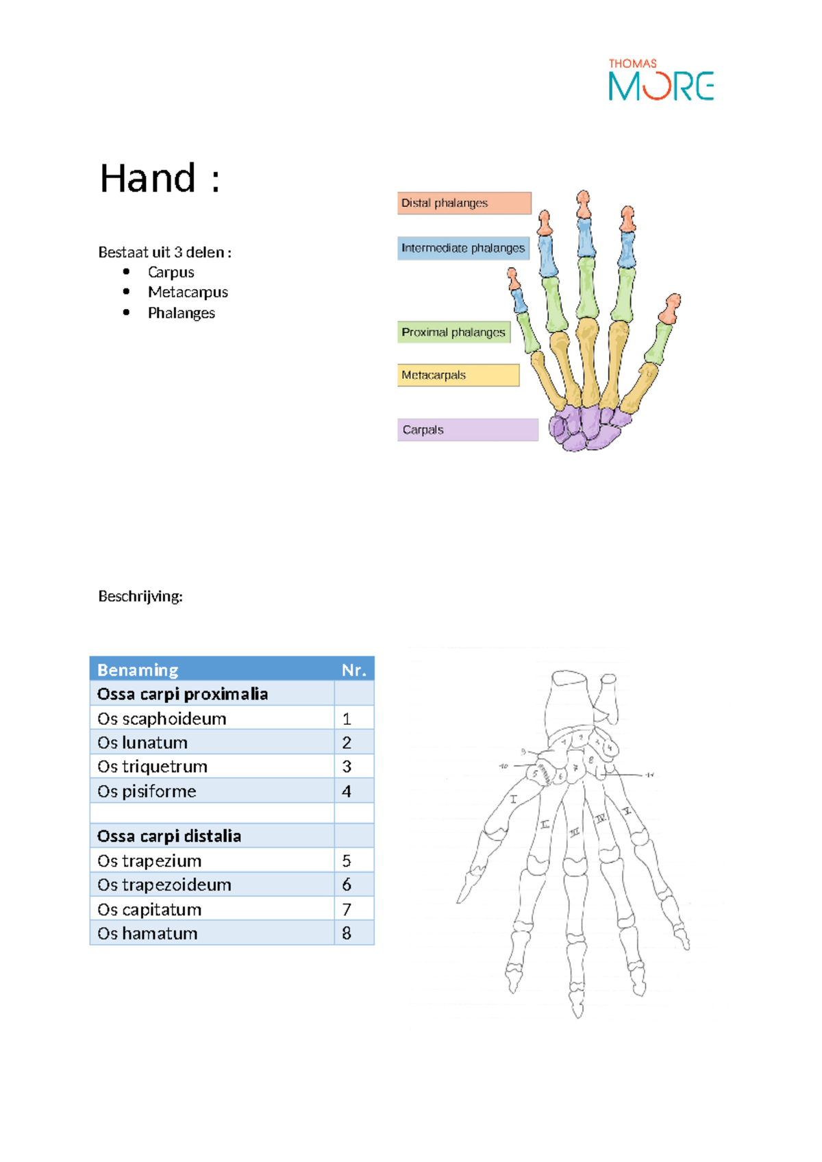 Kijkwijzer hand - hier staan alle punten die je moet kennen op je hand ...