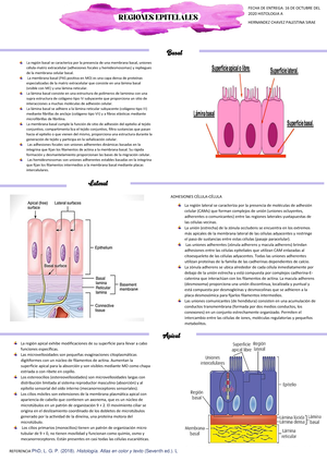 Capitulo 8 complejo dentinopulpar I Pulpa dental - Capítulo 8: Complejo ...
