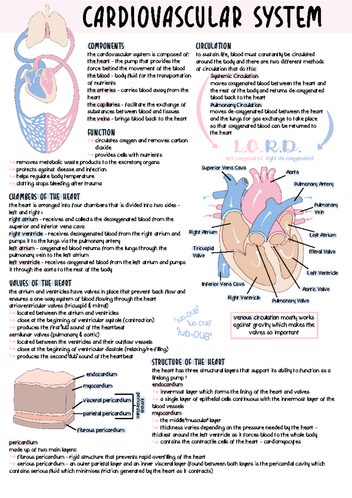 The Cardiovascular System - cardiovascular System Components the ...