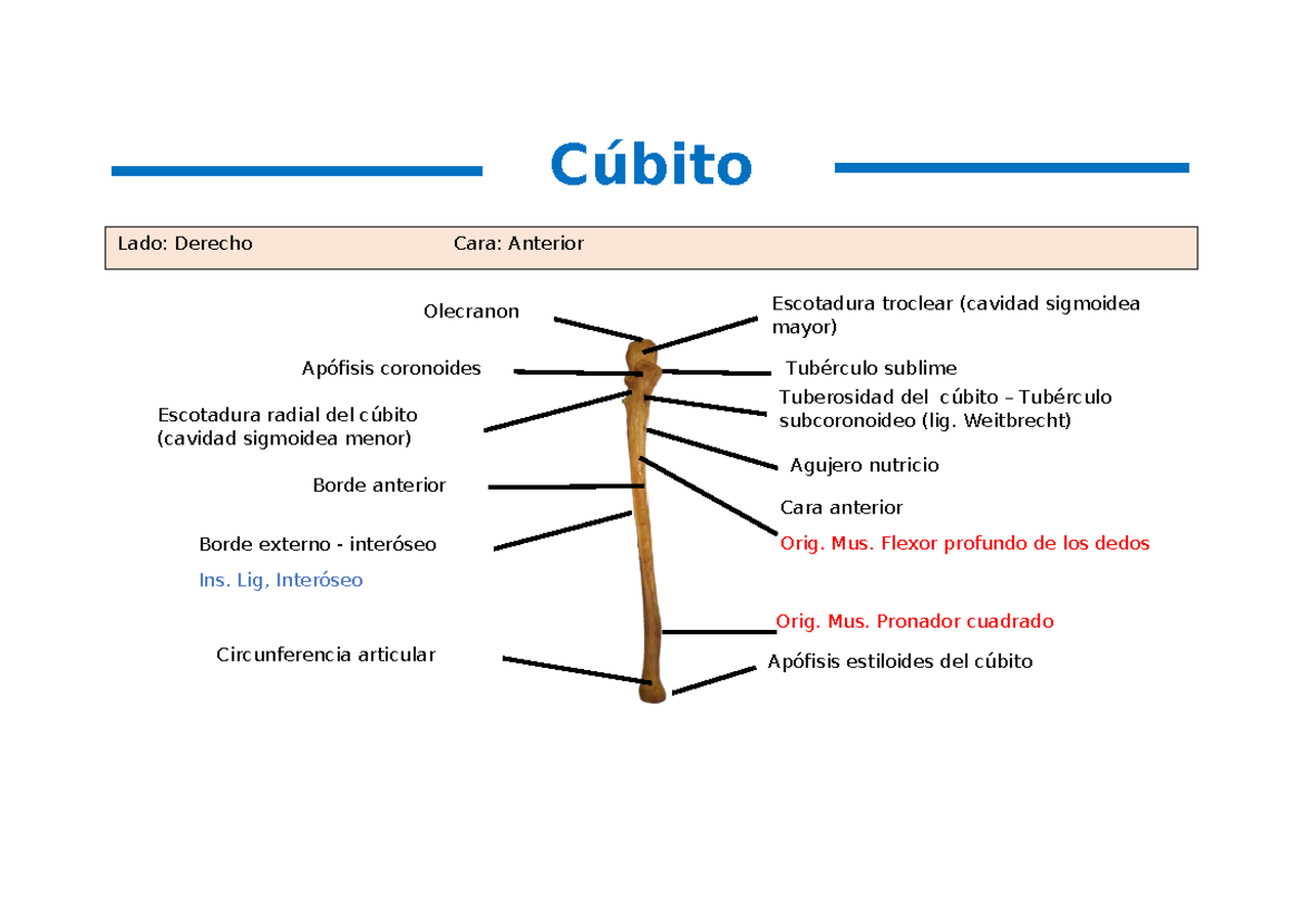 Cúbito - Partes del hueso - Morfofisiología I - Cúbito Lado: Derecho ...