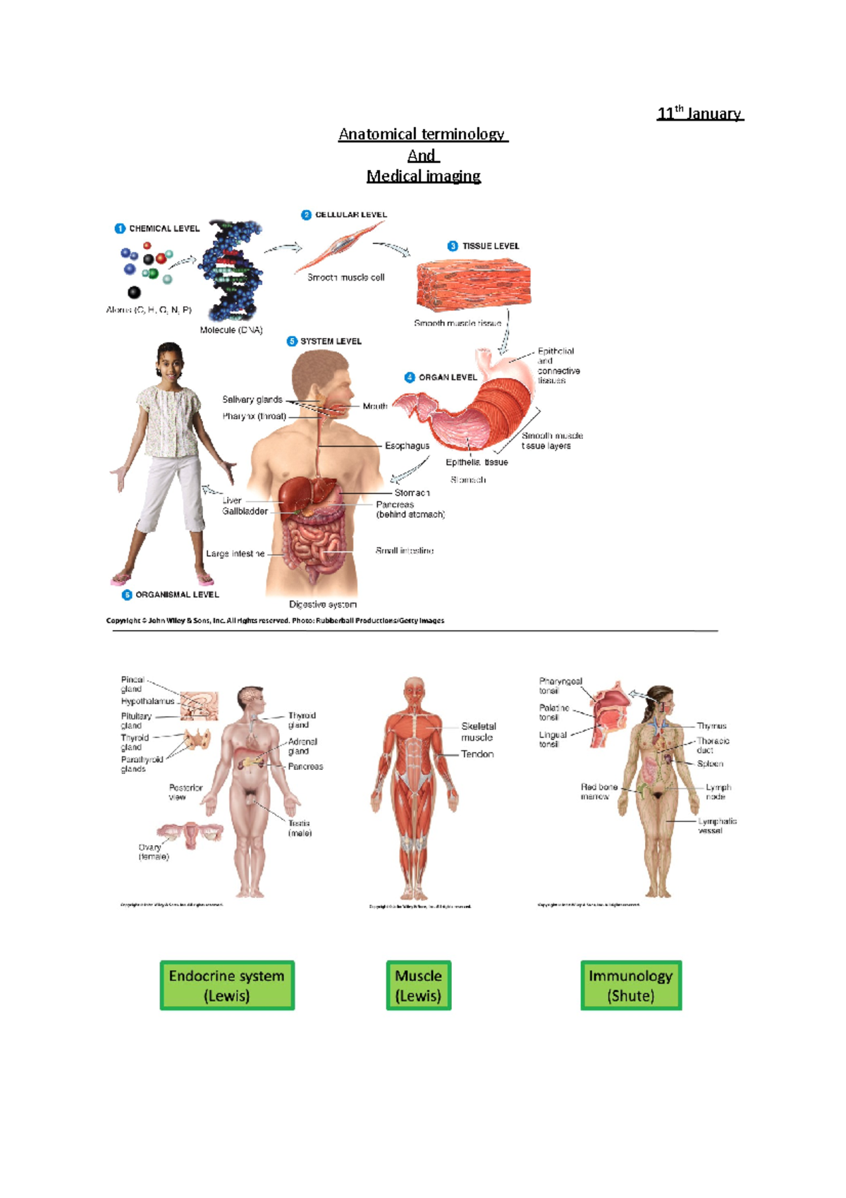 Anatomy and Medical imaging - 11th January - 11 th January Anatomical ...