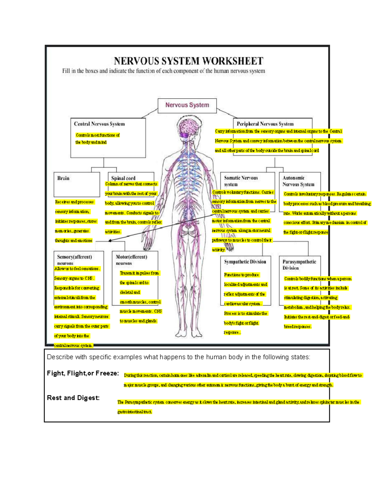 Nervous system worksheet - PSYC1004 - Describe with specific examples ...