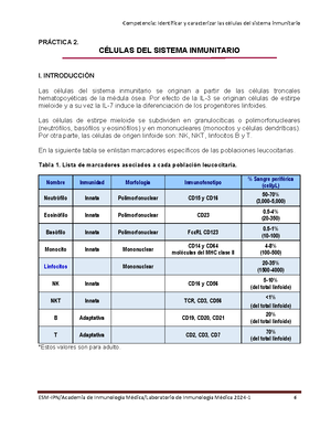 Dibujos de la Anatomía y fisiología de la médula ósea, timo y bazo ...