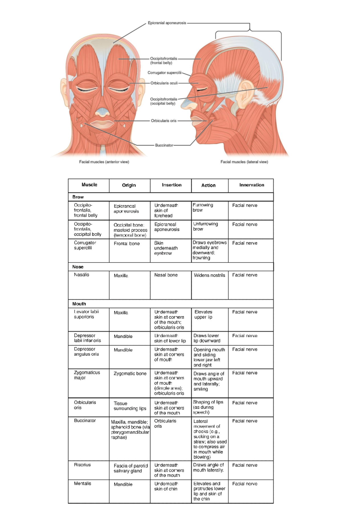 Muscles 1 - BS in Nursing - Studocu