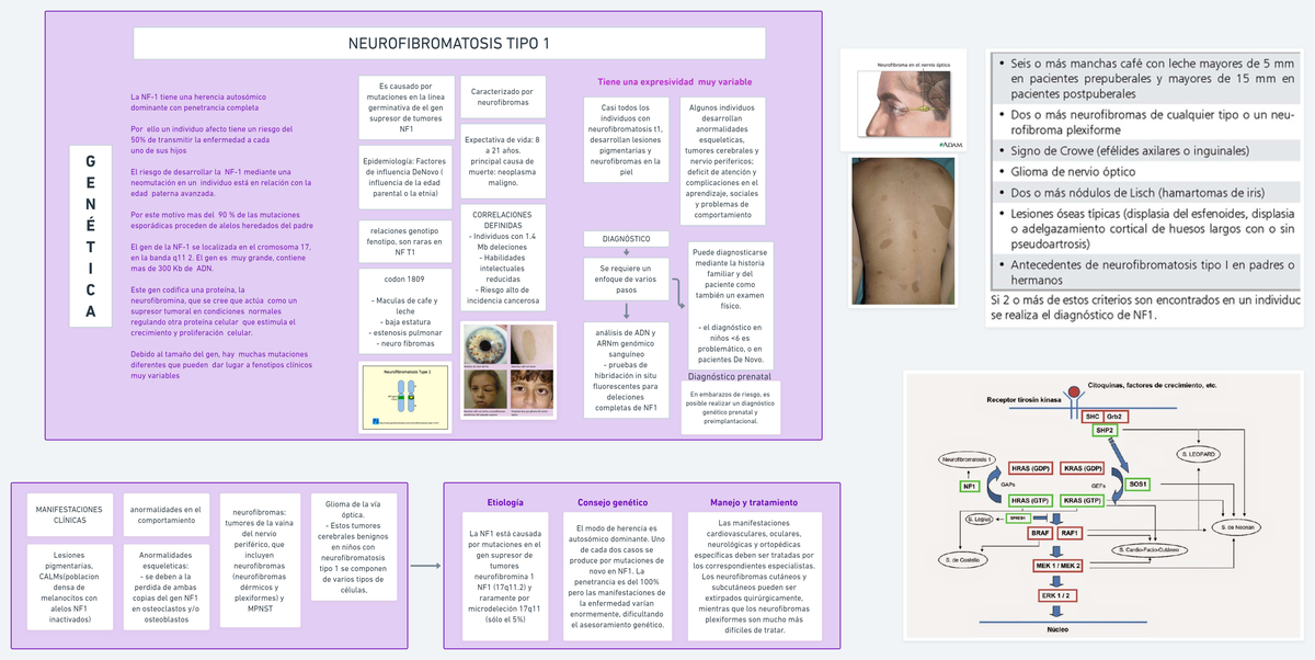 Neurofibromatosis TIPO1, SIGNOS Y SINTOMAS , TRATAMIENTO MOLECULAR - Genética - Studocu