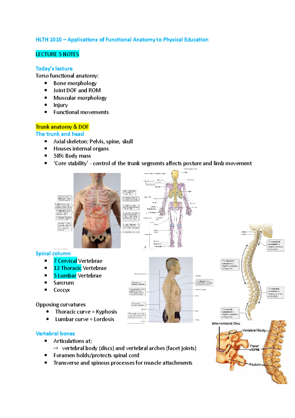 Lecture 5 Notes - HLTH 1010 – Applications of Functional Anatomy to ...