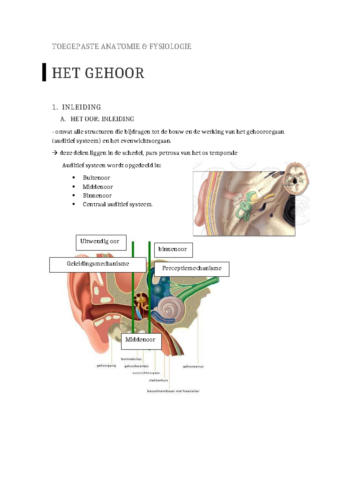 Toegepaste Anatomie gehoor - TOEGEPASTE ANATOMIE & FYSIOLOGIE HET ...