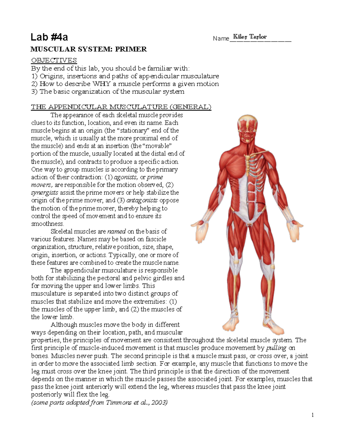 Lab4a Muscles primer - Online lab during COVID - Lab #4a Name__________________ MUSCULAR SYSTEM ...