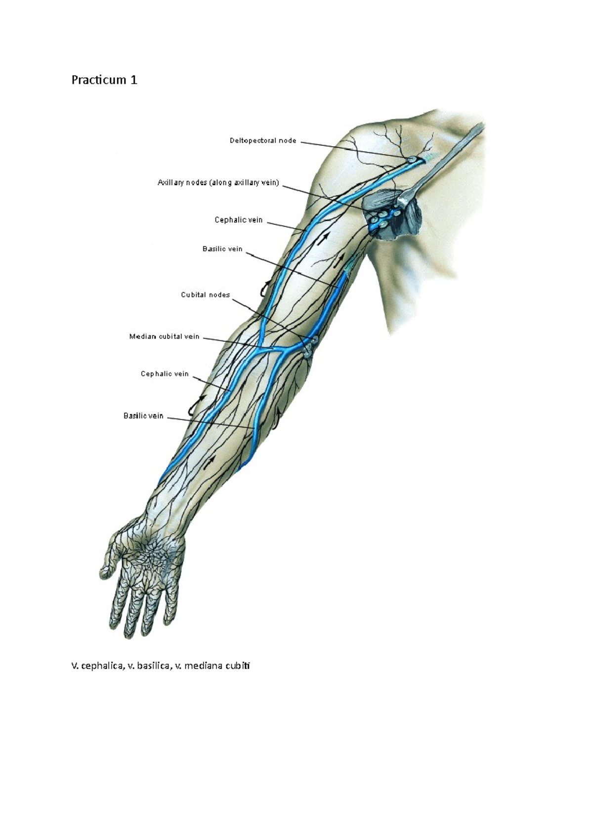 PRC 1 - Practicum 1 - Practicum 1 V. cephalica, v. basilica, v. mediana ...