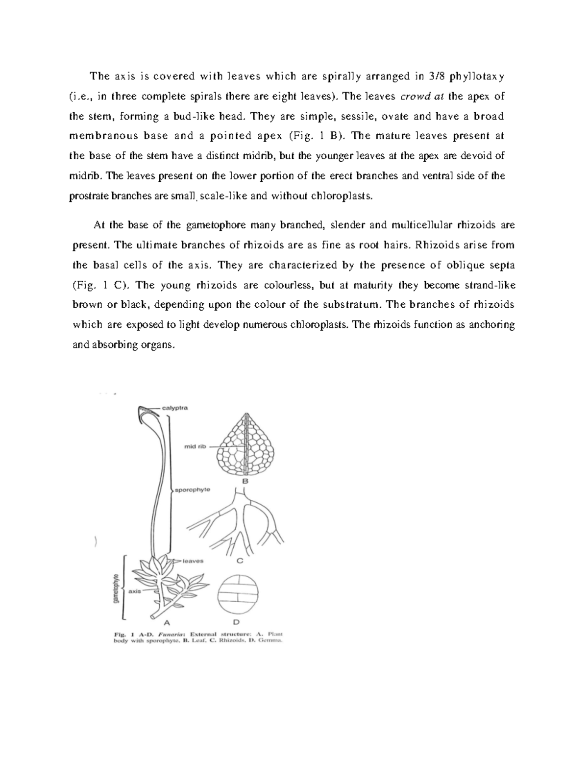 BG istsem botany 14 - The axis is covered with leaves which are ...