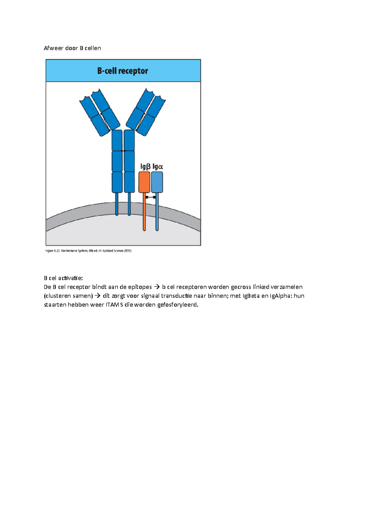 Afweer door B cellen - Voor een goede B cel receptor zijn ook co ...