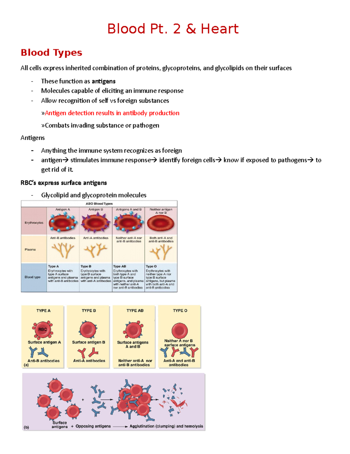 Blood Pt. 2 & Heart - Blood Pt. 2 & Heart Blood Types All cells express ...